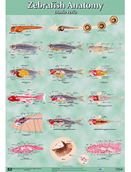 Aquatics Poster Bundle
