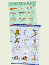 Aquatics Poster Bundle