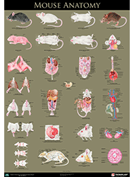 Rodent Poster Bundle